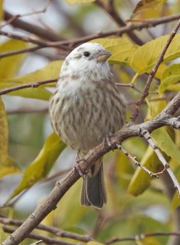 Leucism and melanism in birds | Northwest | idahostatejournal.com