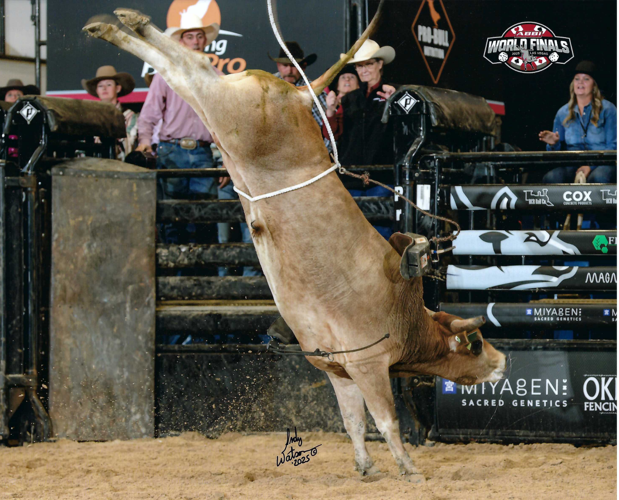 Local 67-year-old wins women’s bull bucking contest | News ...