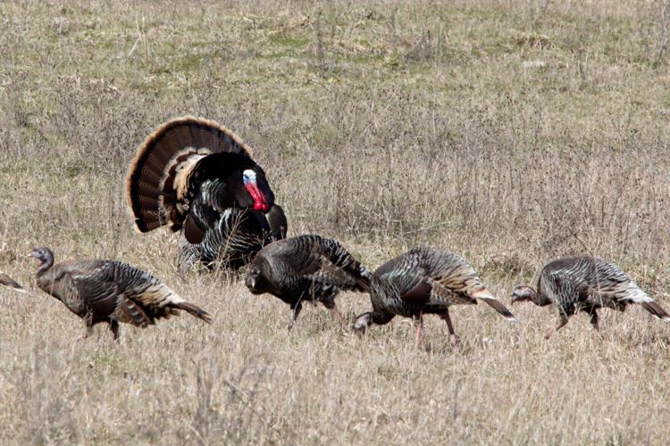 See a wild turkey? Idaho Fish and Game wants to know | Freeaccess ...