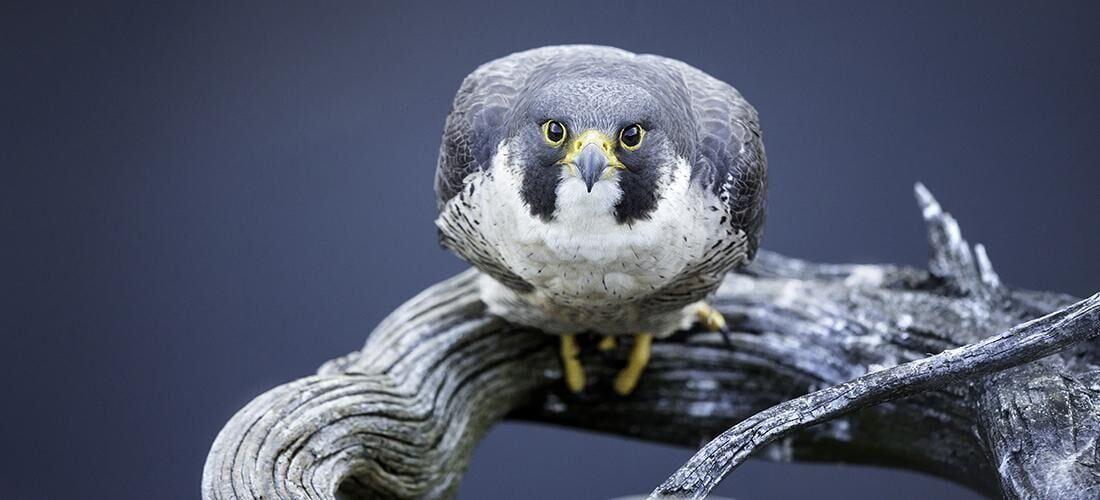 How the Endangered Species Act saves birds | Northwest ...