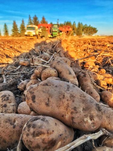Idaho fresh potato shippers see potential but still hesitant regarding ...