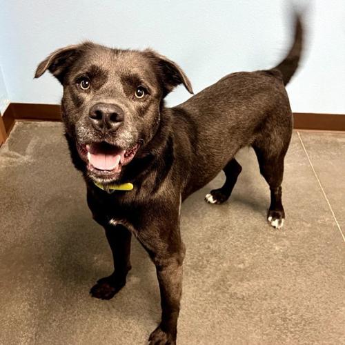 Local dogs and cats in need of forever homes | Freeaccess ...