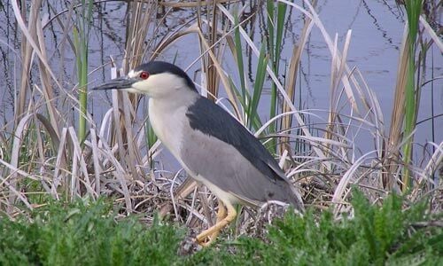 Summer birding walks planned for the Edson Fichter Nature Area in ...