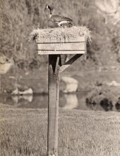 1970s conservation project boosted geese numbers in SE Idaho | Members ...