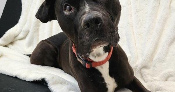 Pocatello Animal Services to host adoption event at Massacre Rocks ...