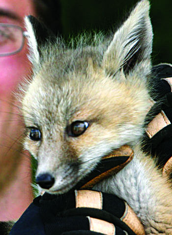 Saving Vixen: Baby fox continues to surpass expectations for survival ...
