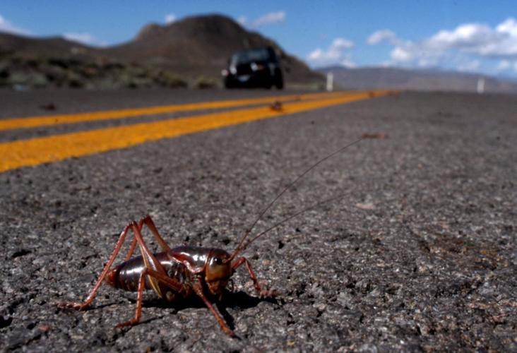 Insect attack! Idaho and other states battling crop-killing swarms of ...