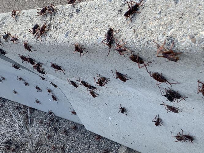 The dreaded Mormon Cricket | Community | idahostatejournal.com