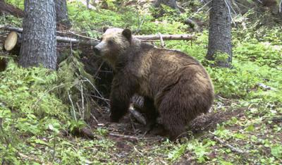 Judge: Bears near US-Canada border merit endangered status ...