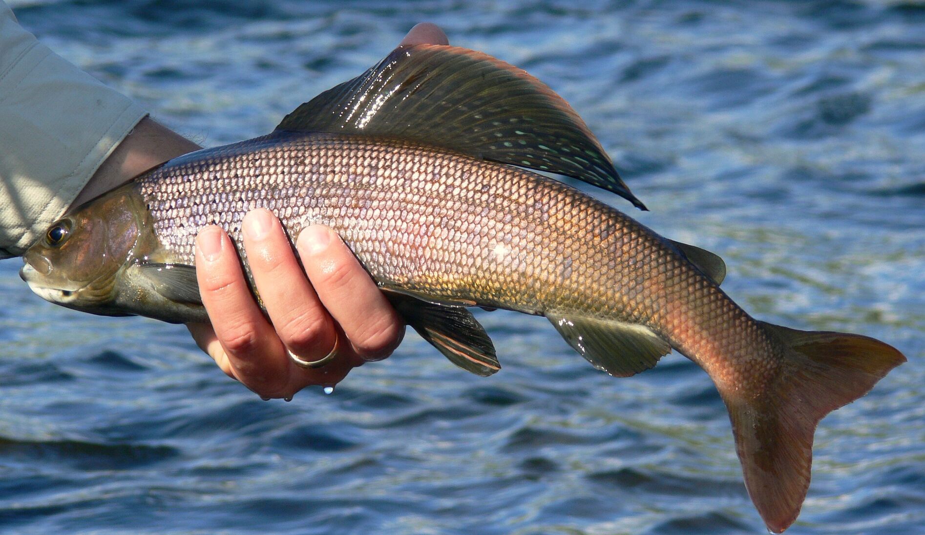 I do love the grayling | Commentary | idahostatejournal.com