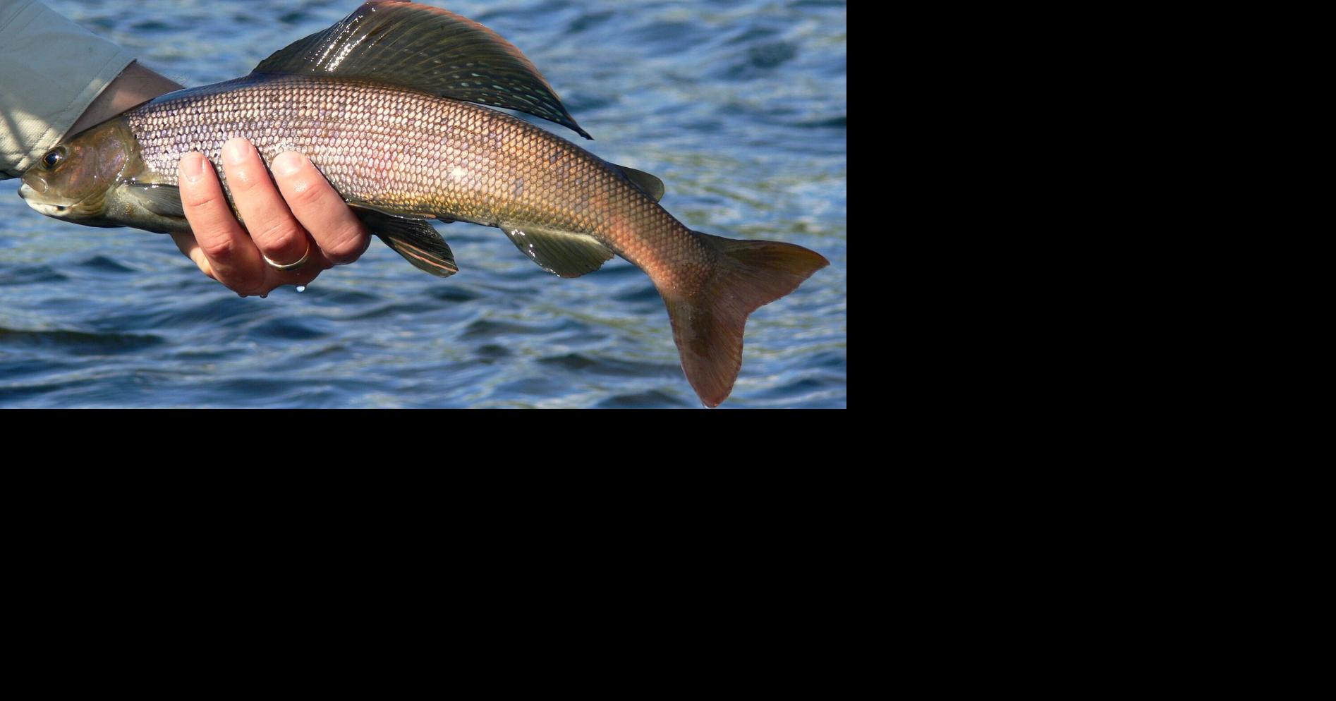 I do love the grayling | Commentary | idahostatejournal.com