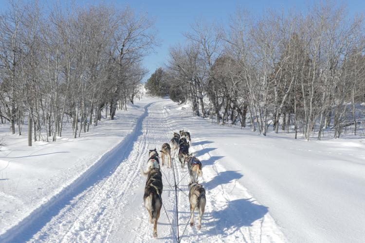 Dogsledding: Silver Sage Mushing preserves an ancient mode of ...