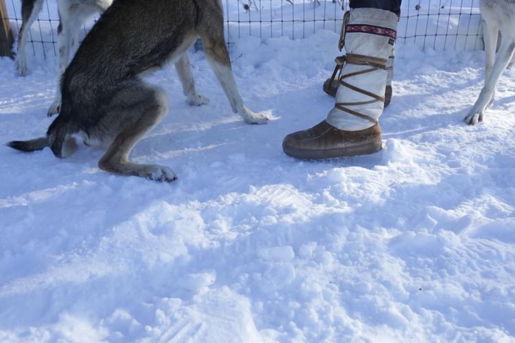 Dogsledding: Silver Sage Mushing preserves an ancient mode of ...