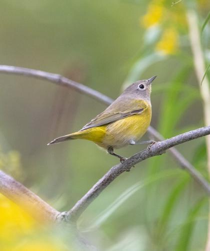 Mixed species foraging flocks | Northwest | idahostatejournal.com