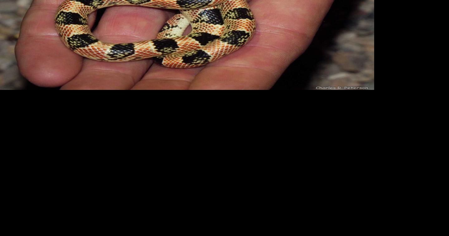 'Snakes of Idaho,' Photography by Dr. Chuck Peterson, at ISU’s Oboler ...
