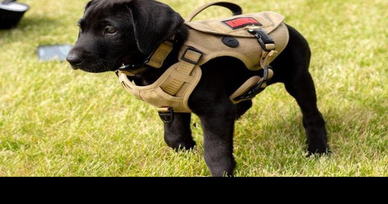 Power County Sheriff's Office gets first drug detection K-9 in 25 years ...