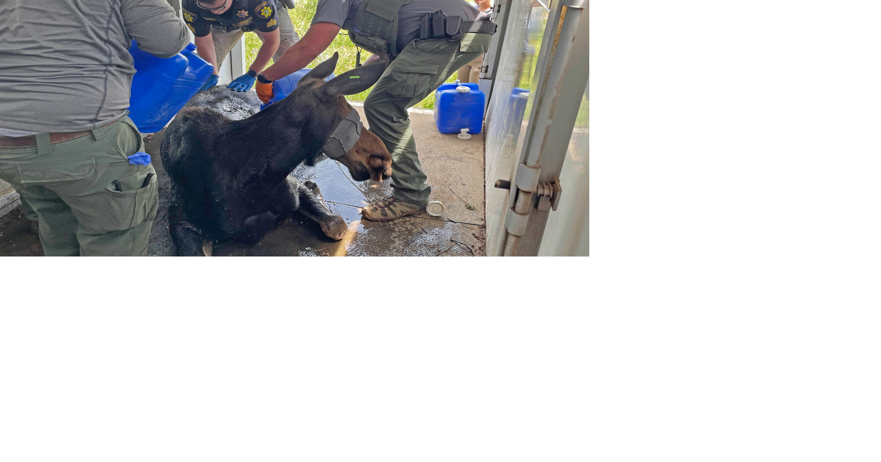 Fish and Game kills one moose, relocates another after animals venture ...