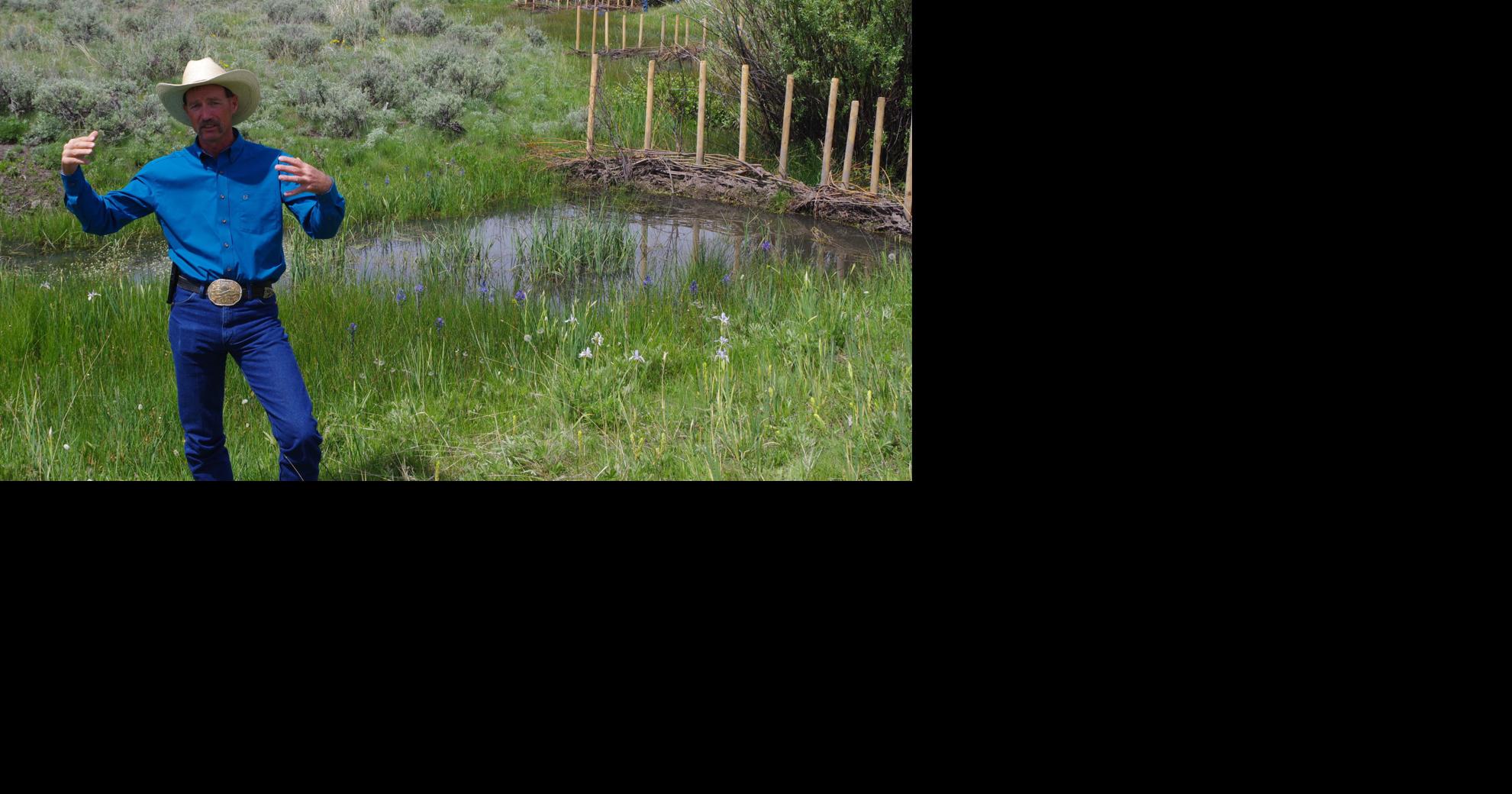 Fake beaver dams catching on in Idaho | | idahostatejournal.com