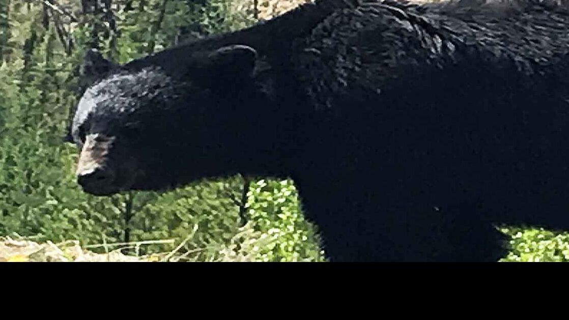 idahostatejournal.com | empowering the community