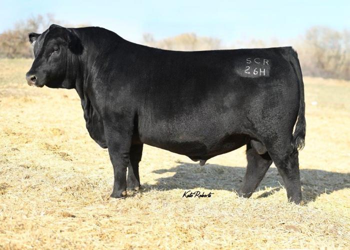 'PIONEER HERD OF THE WEST': Idaho ranchers boast oldest continuous ...