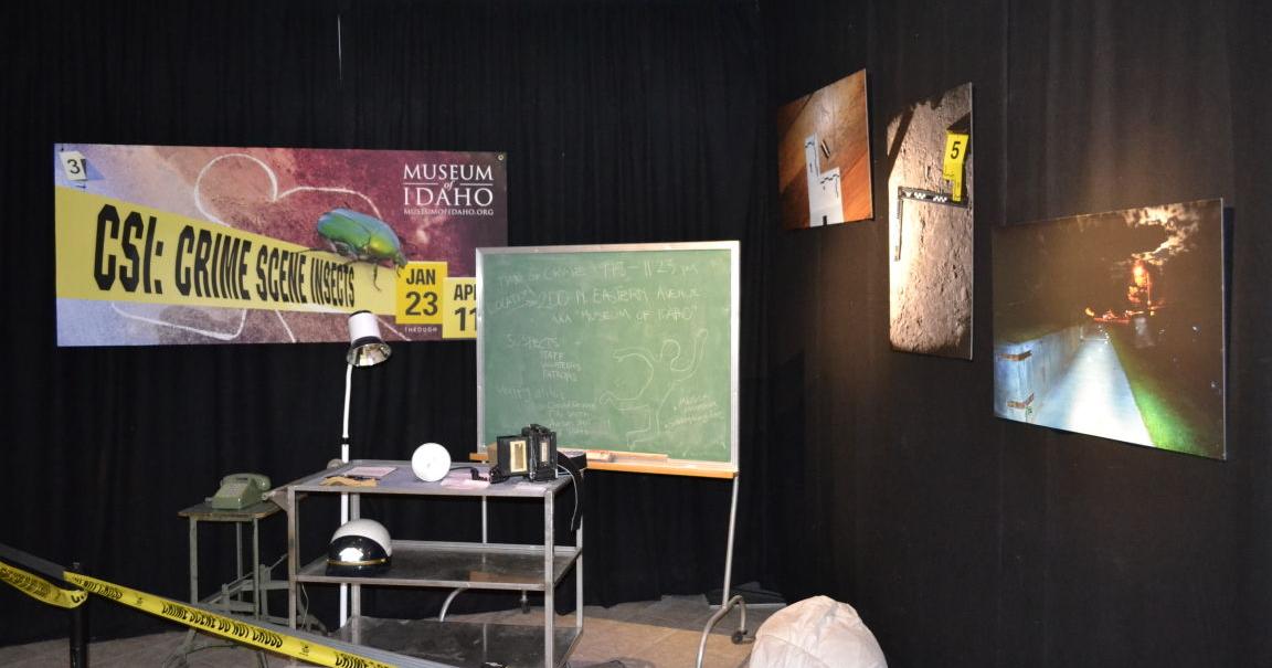 Crime Scene Insects: New exhibit at Museum of Idaho teaches how bugs ...