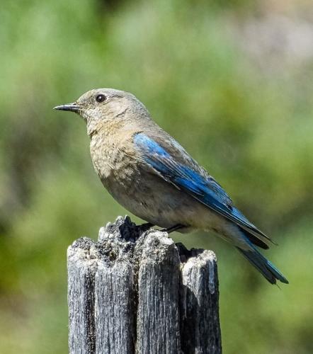 About birds and type locality | Northwest | idahostatejournal.com