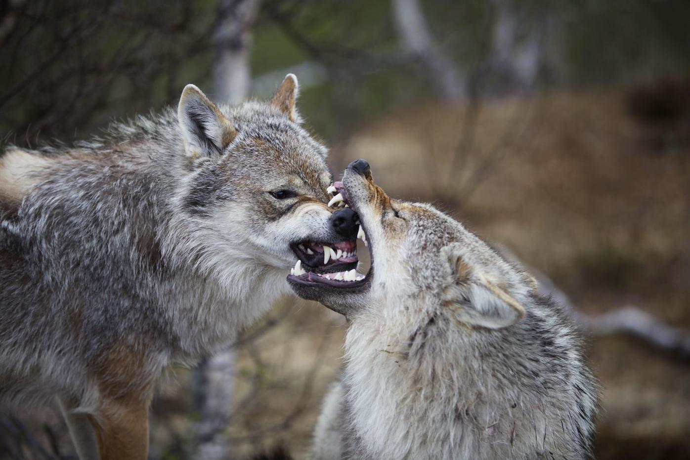 gray wolf reproductive behavior