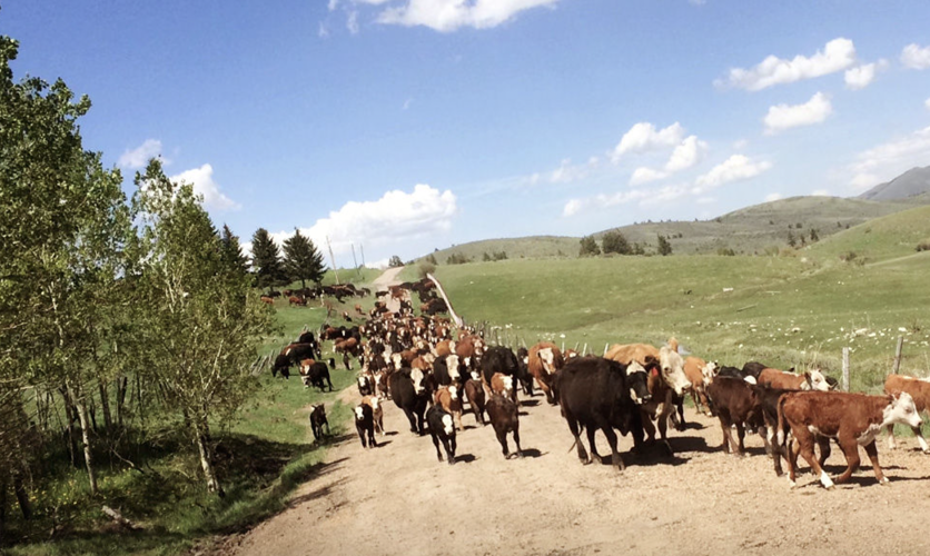 Harris family's Bar H Bar Ranch reaching fifth generation | Local ...