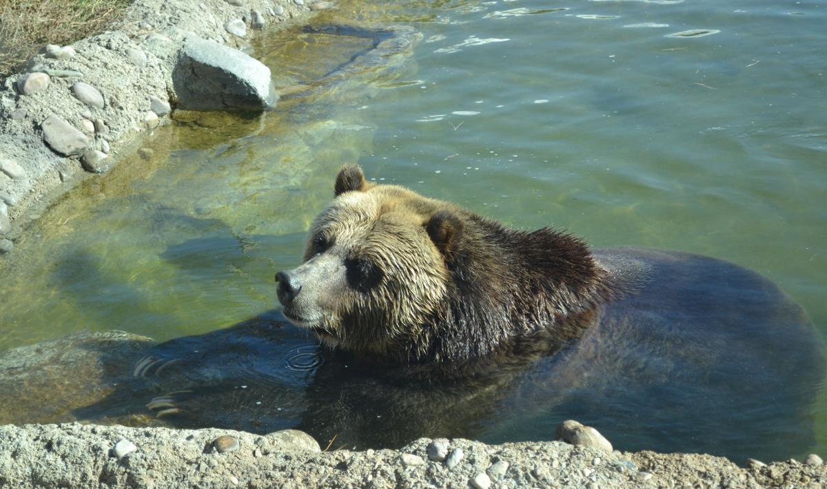 New grizzly arrives at Pocatello Zoo | Members | idahostatejournal.com