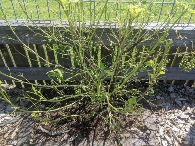 Ask the Master Gardener - The current currant "worm" | Northwest ...