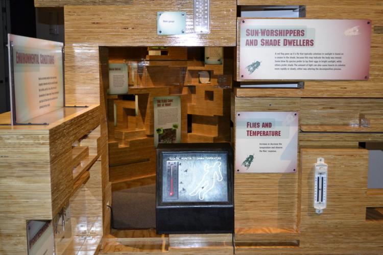 Crime Scene Insects: New exhibit at Museum of Idaho teaches how bugs ...