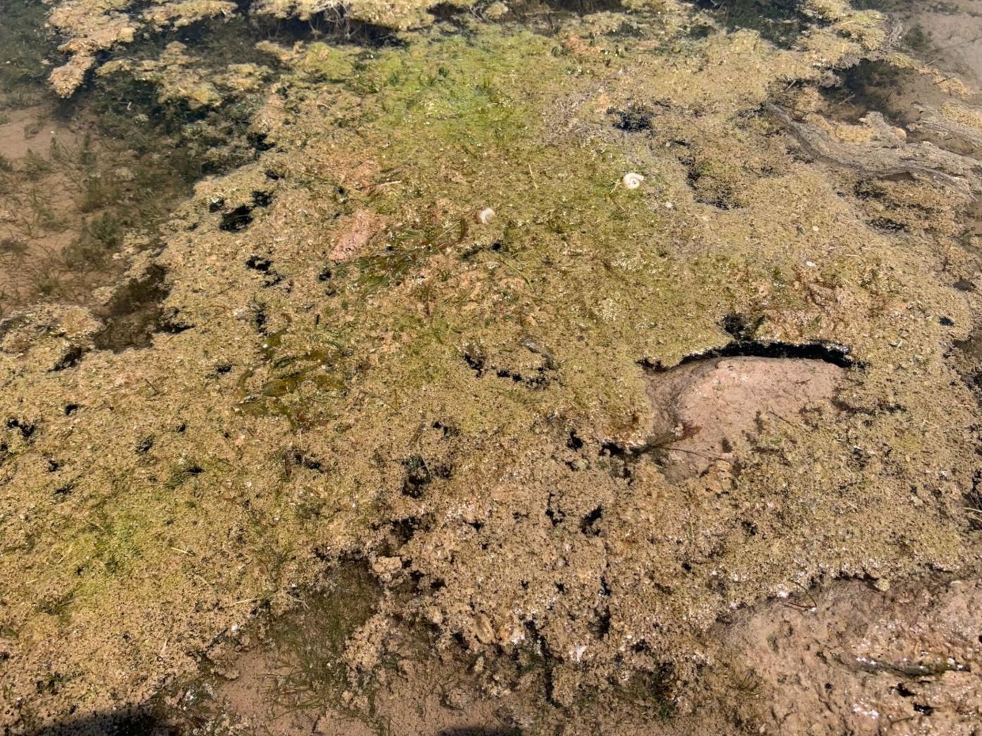 brown pond algae