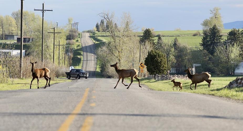 Momentum grows for wildlife crossings on Montana highways | Local ...