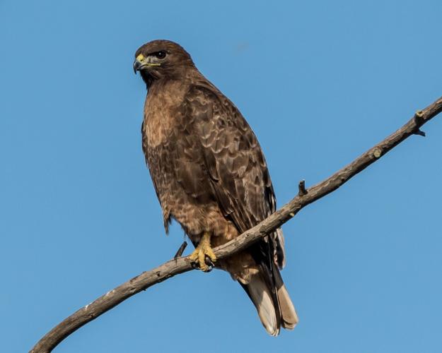 Color decoding: Variations in a species might indicate emergence of new ...