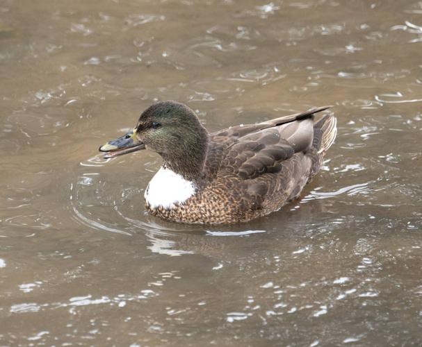 Pato real: The mallard, or 'royal duck' | Northwest | idahostatejournal.com