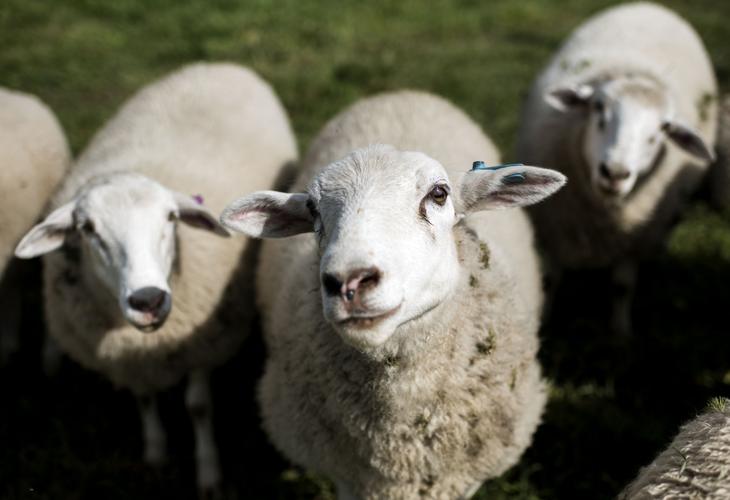 143 sheep killed fleeing from wolves in Idaho | Freeaccess ...