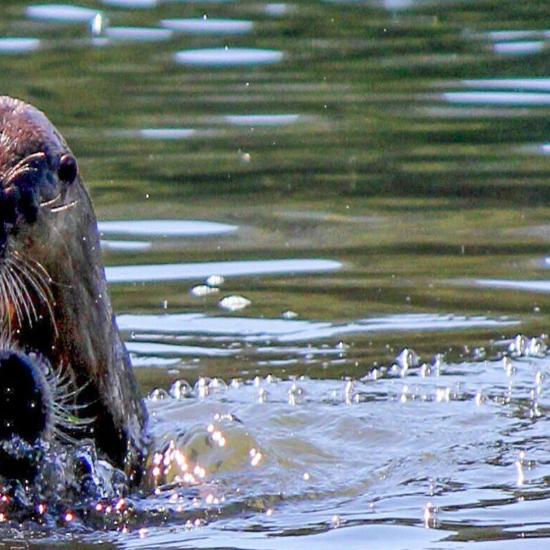 otter attack malaysia