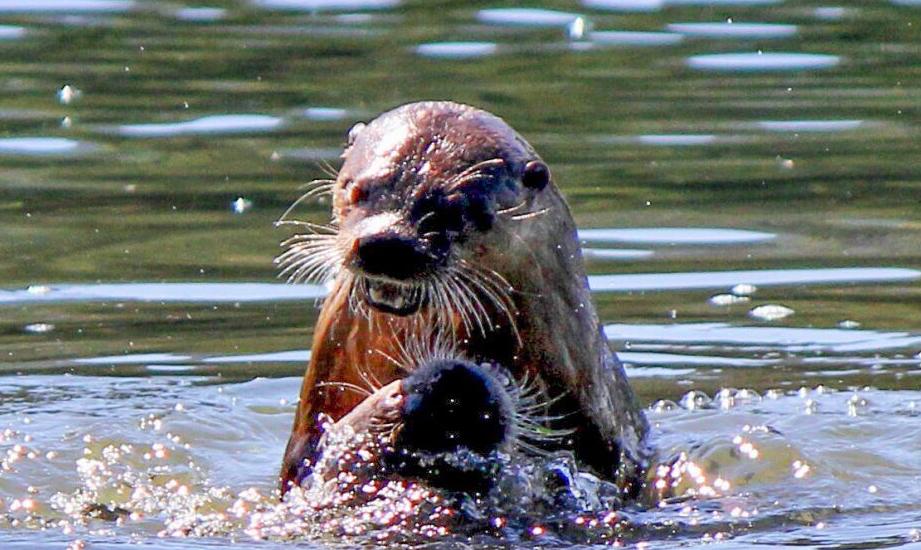 river otter attack