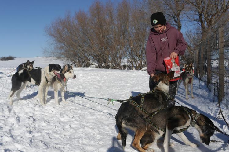 Dogsledding: Silver Sage Mushing preserves an ancient mode of ...