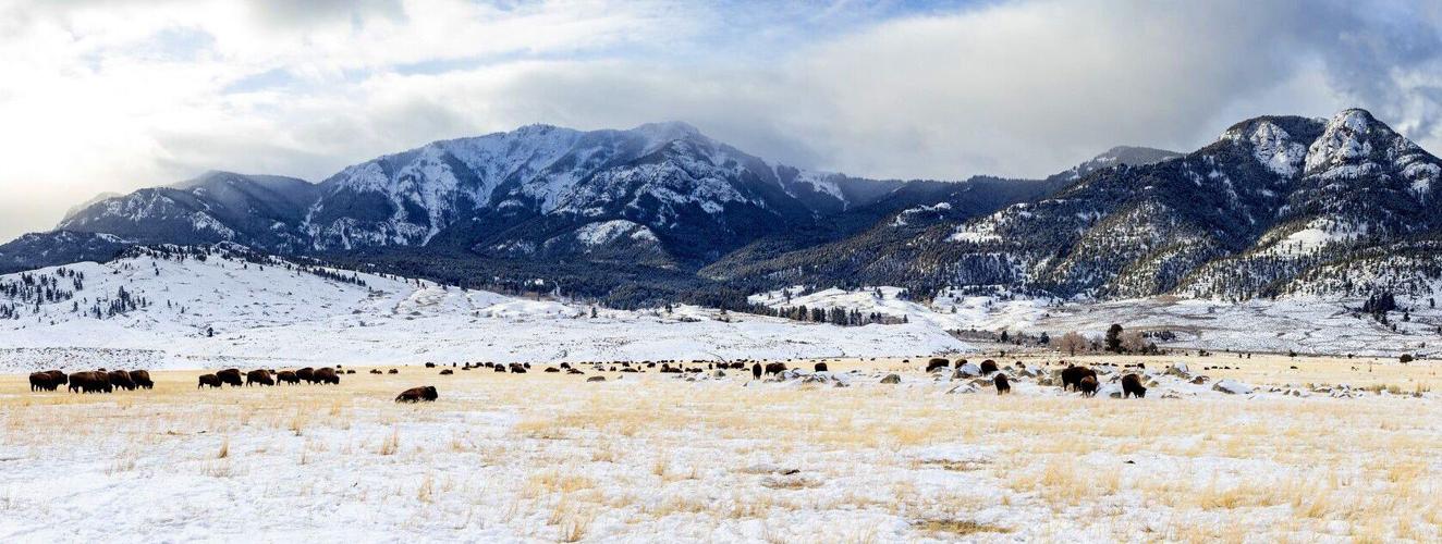 Tribal bison hunts outside Yellowstone cause controversy | Northwest ...