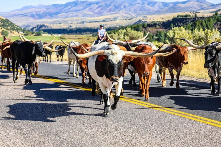 WALK ON THE WILD SIDE: Longhorn cattle drive journeys from Inkom to ...