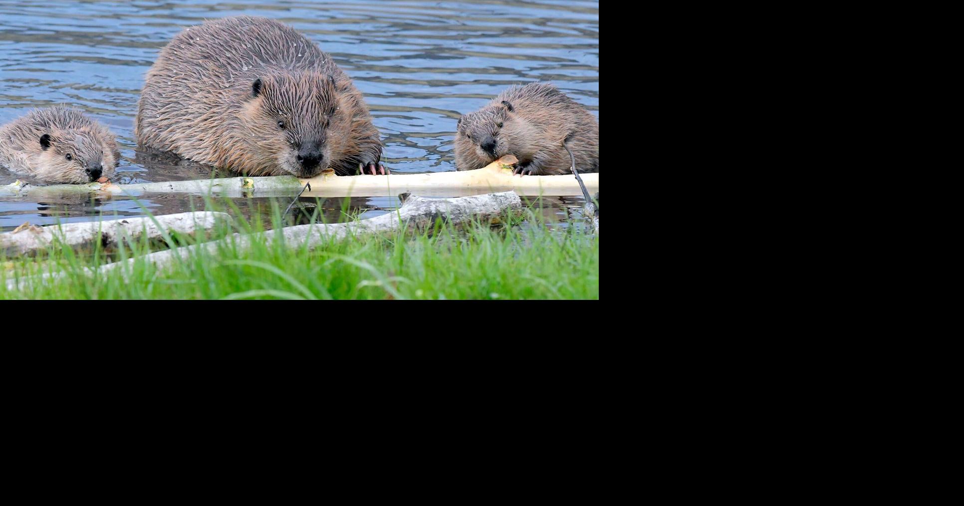 Opinion: We must protect beavers | Freeaccess | idahostatejournal.com
