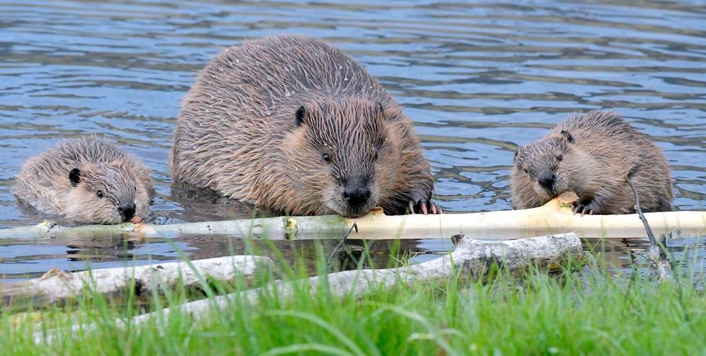 Opinion: We must protect beavers | Freeaccess | idahostatejournal.com