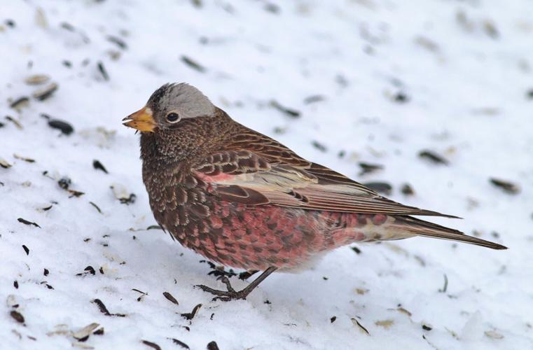 The black rosy-finch | Northwest | idahostatejournal.com