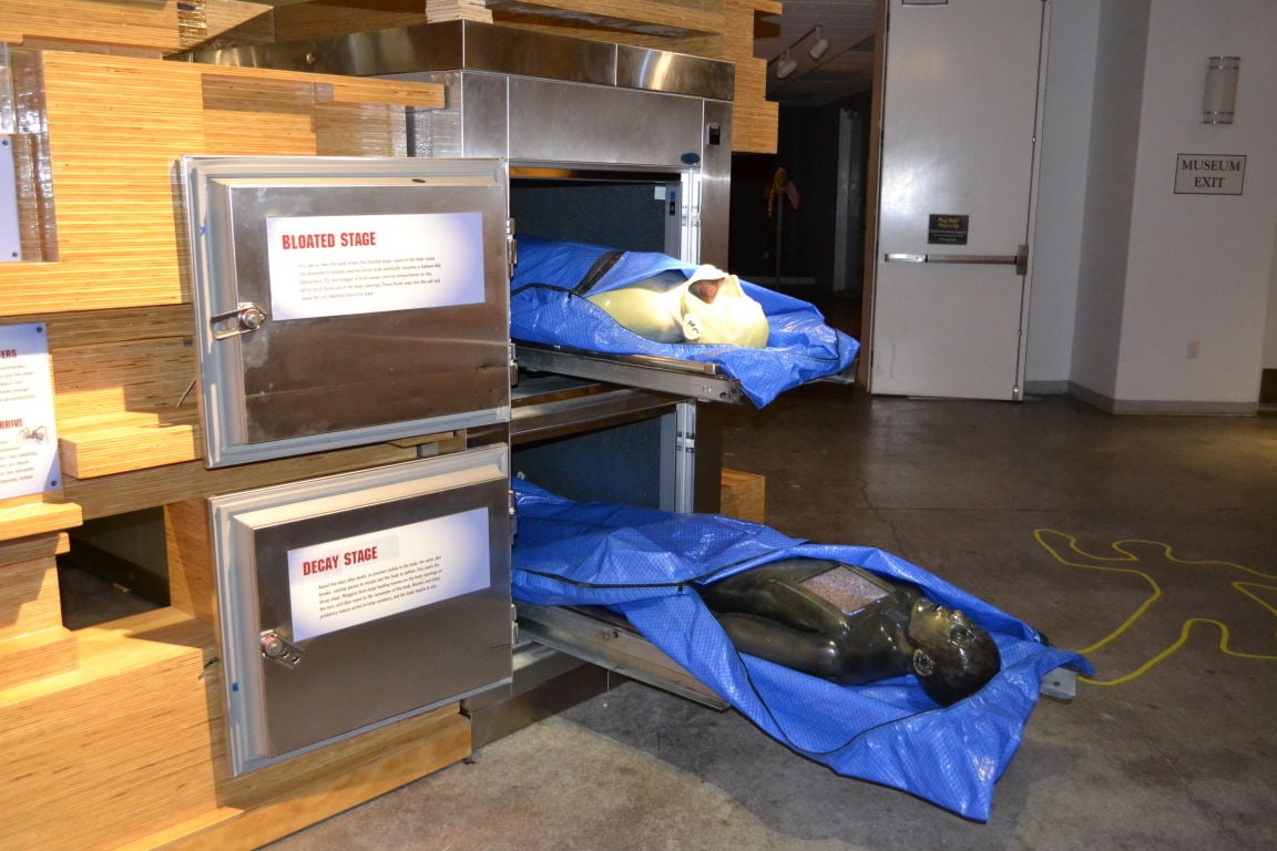 Crime Scene Insects: New exhibit at Museum of Idaho teaches how bugs ...