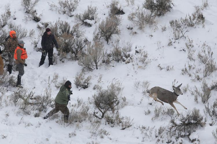 Mugging the deer: Fish and Game surveys eastern Idaho fawns | Local ...