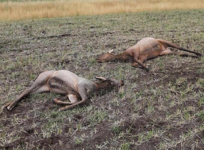 Elk shot out of season and left to waste near local city | Freeaccess ...