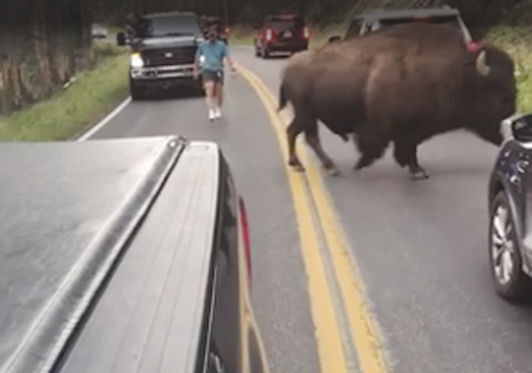 Man who allegedly harassed Yellowstone bison arrested | Local ...