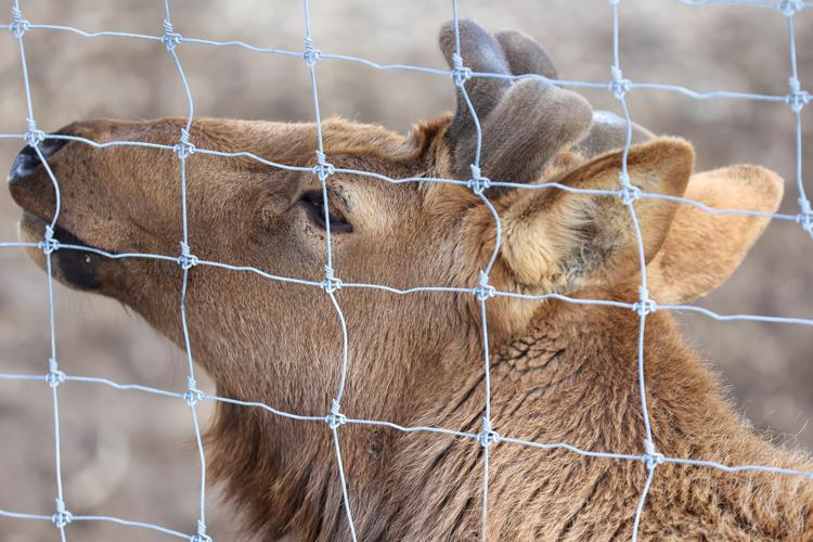 Photos of opening day at Zoo Idaho in Pocatello | Freeaccess ...