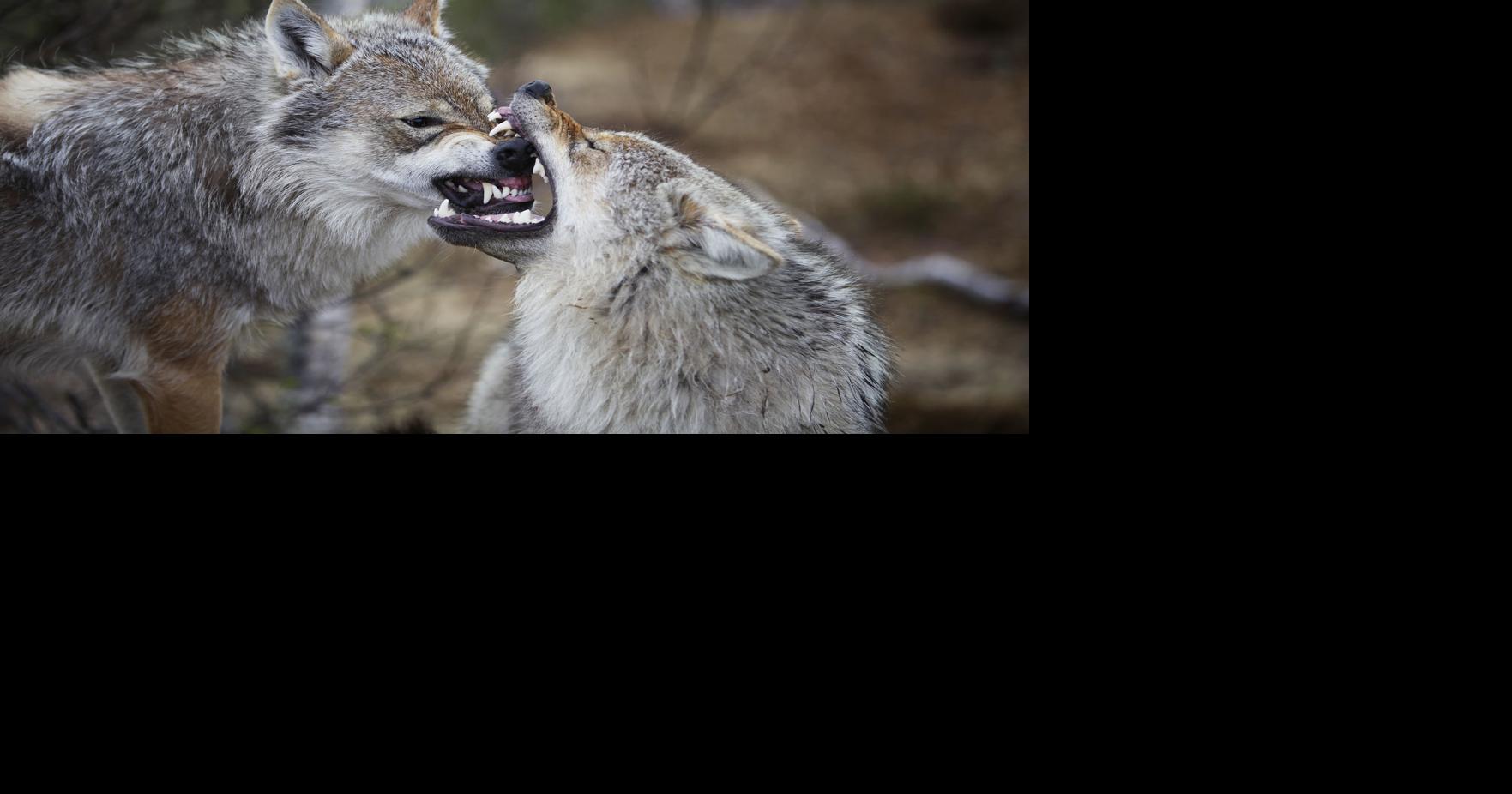 gray wolves fighting